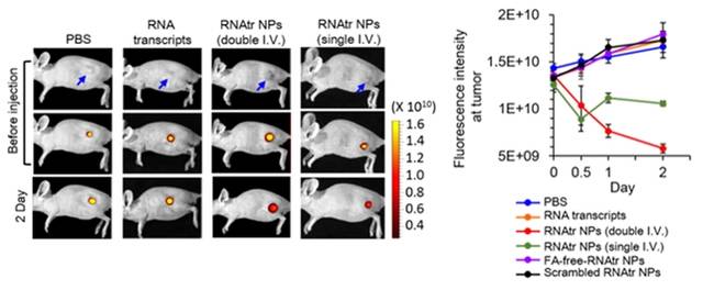 독성 없는 유전자 암치료 전달체 개발