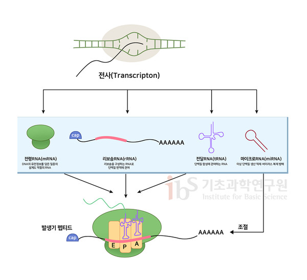 [IBS 통신]코로나19 키워드 'RNA'는 어떤 물질인가