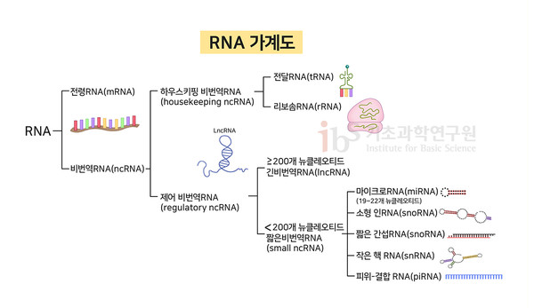 [IBS 통신]코로나19 키워드 'RNA'는 어떤 물질인가