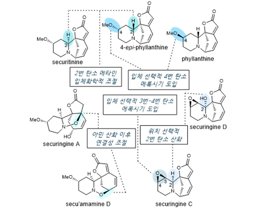 항암 효과 갖는 천연물 합성 원천기술 개발