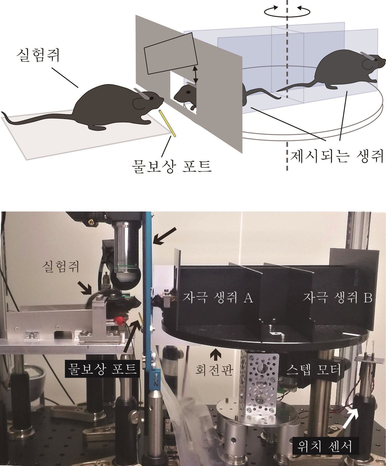 상대방 인지하고 사회적 관계 형성, 해마CA1 영역 신경세포