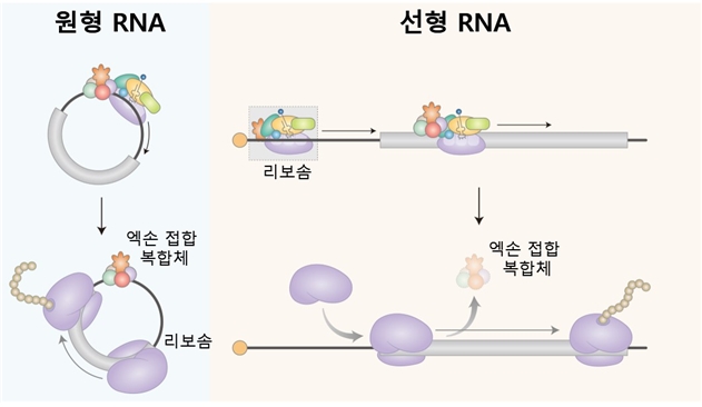 KAIST, 차세대 mRNA 백신 개발 가능성 예고