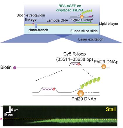 UNIST, DNA 복제 과정 현상 실시간 관찰기술 개발