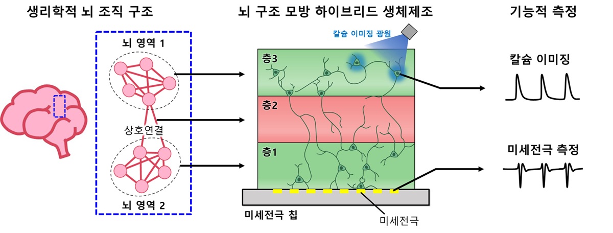 "뇌 속 신호까지 재현"···KAIST, 3D 뇌 모사 플랫폼 개발