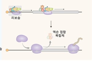 KAIST, 차세대 mRNA 백신 개발 가능성 예고